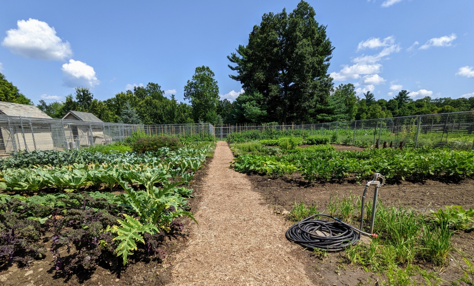 A Late July Harvest at My Farm - The Martha Stewart Blog