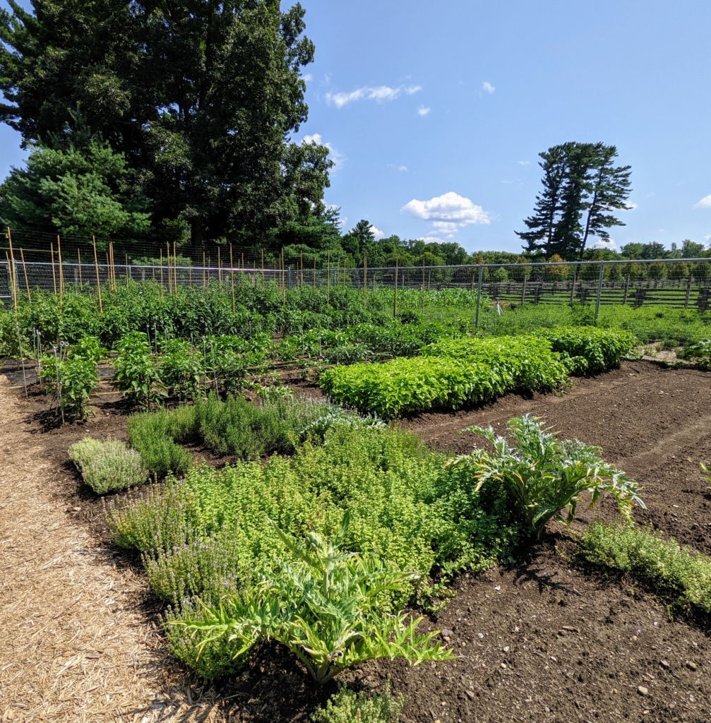 A Late July Harvest at My Farm - The Martha Stewart Blog