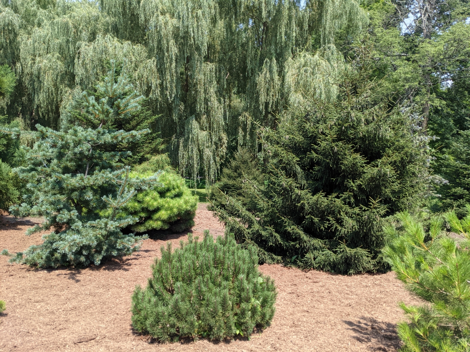 Mulching My Pinetum - The Martha Stewart Blog