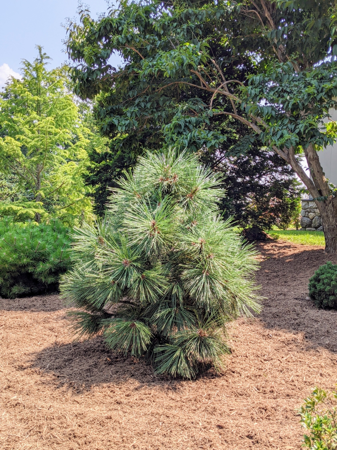 Mulching My Pinetum - The Martha Stewart Blog