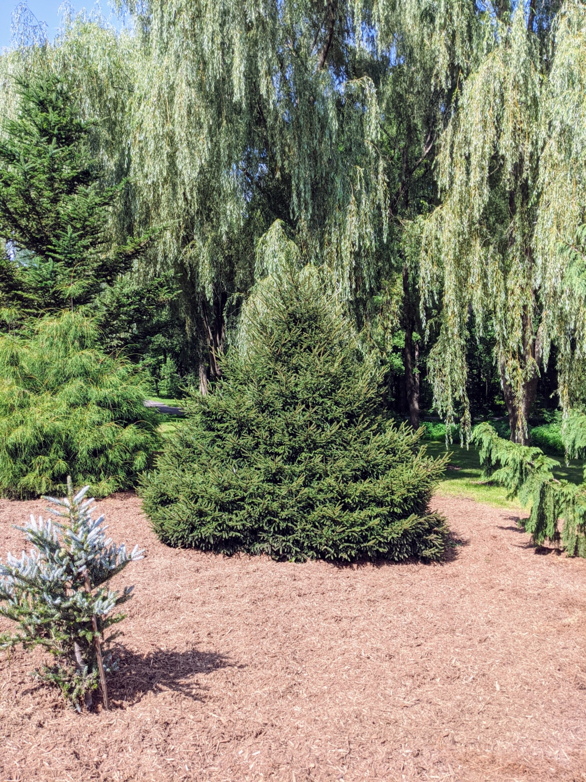 Mulching My Pinetum - The Martha Stewart Blog
