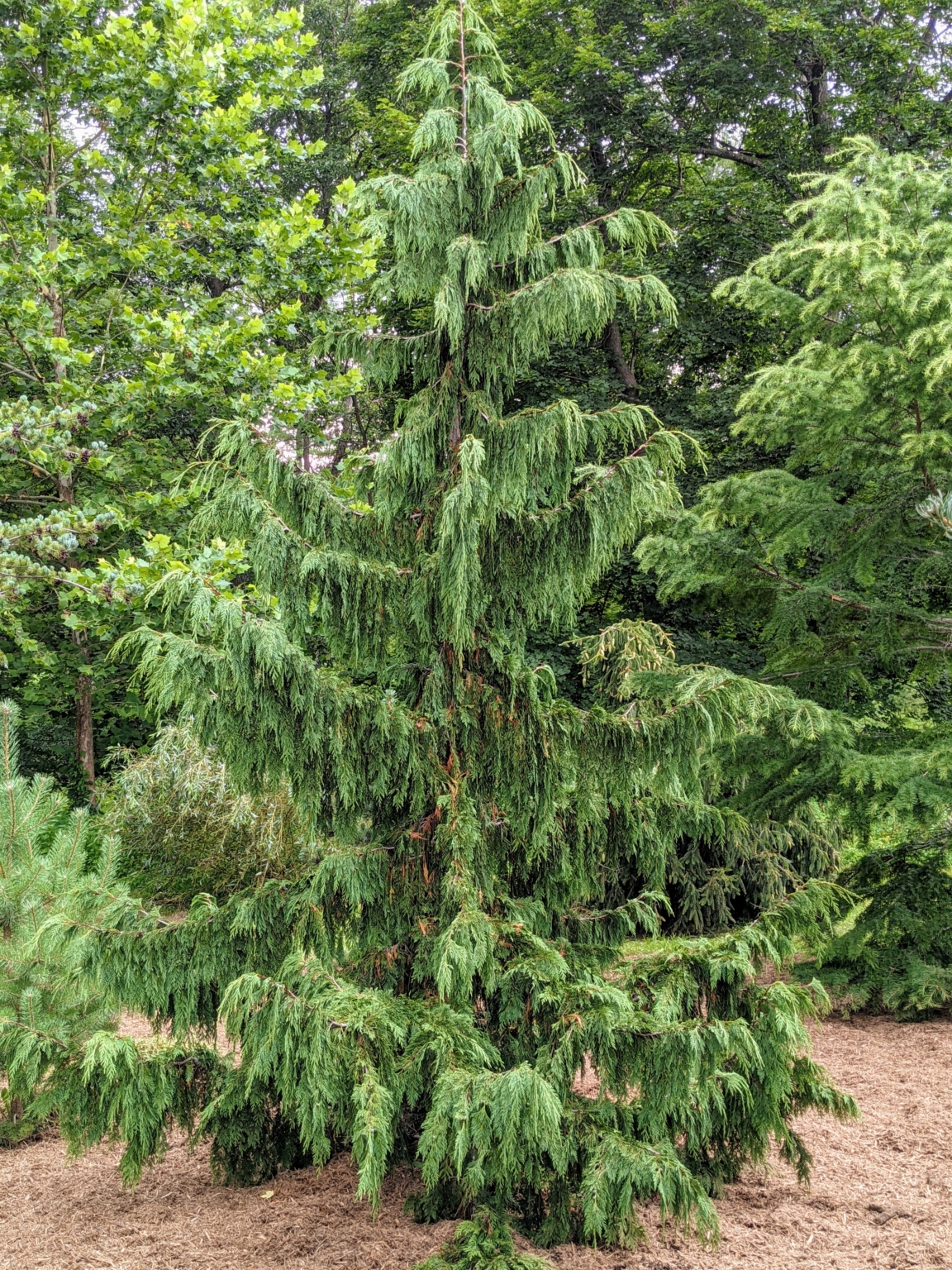 Mulching My Pinetum - The Martha Stewart Blog
