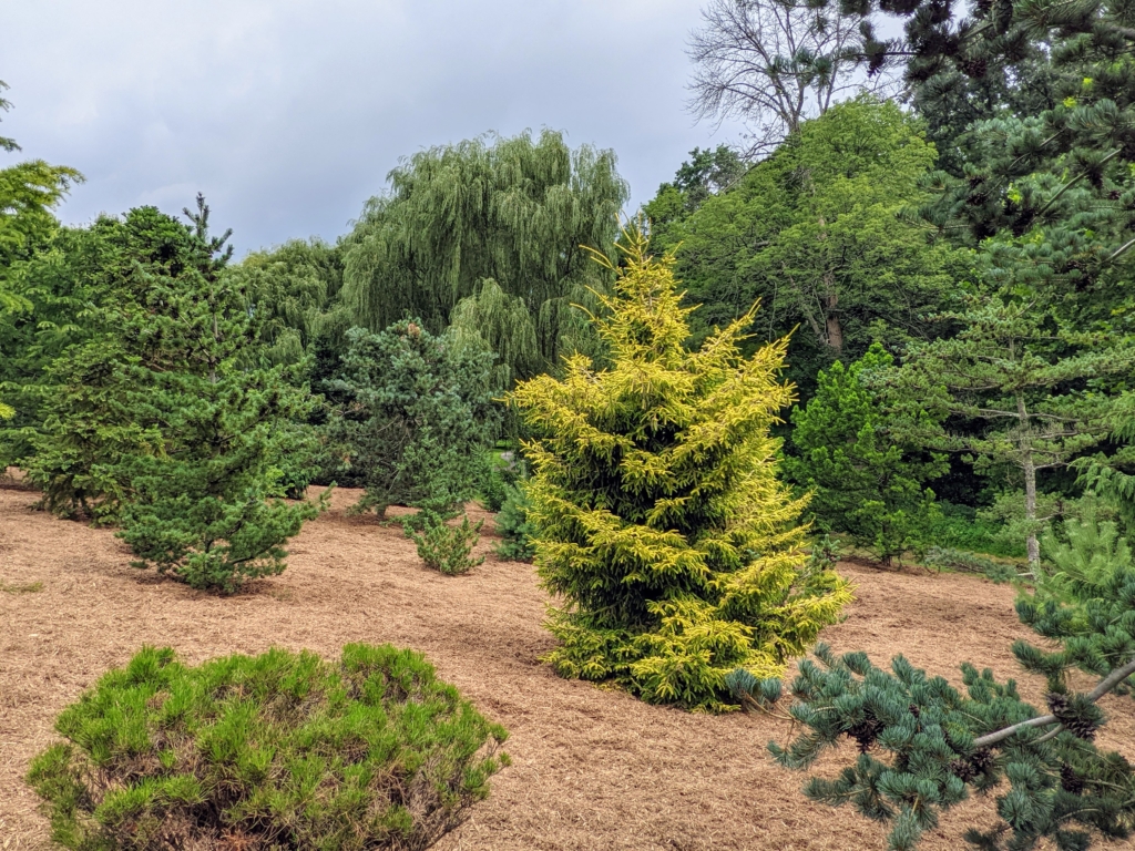 Mulching My Pinetum - The Martha Stewart Blog