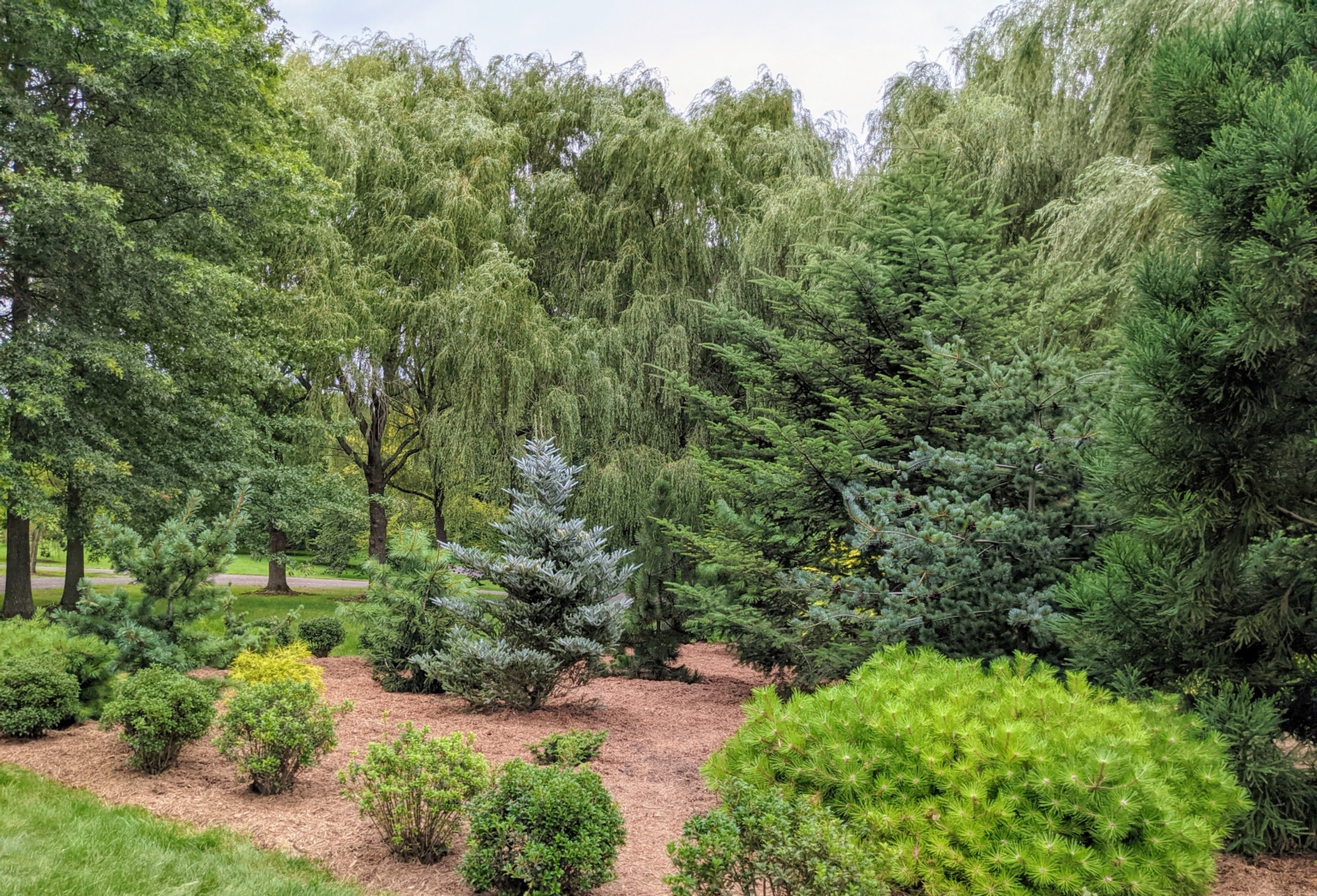 Mulching My Pinetum - The Martha Stewart Blog