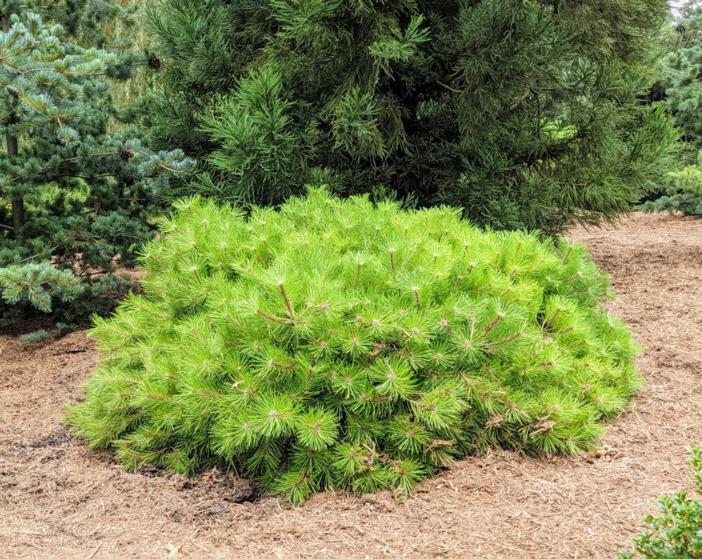 Mulching My Pinetum - The Martha Stewart Blog