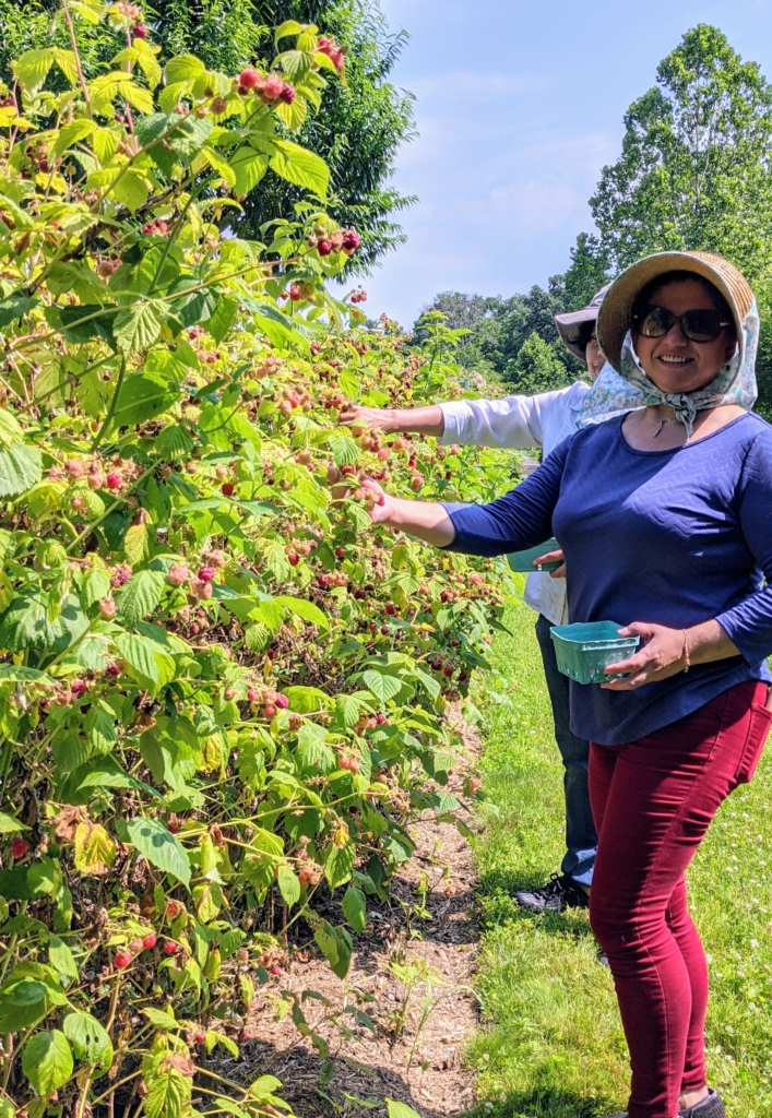 Harvesting Sweet Raspberries - The Martha Stewart Blog
