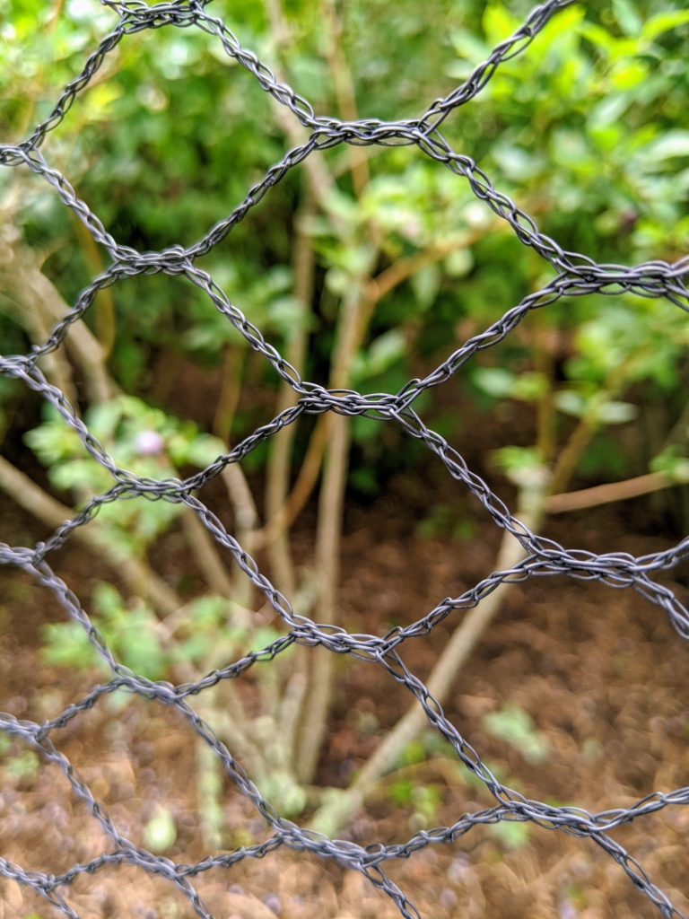 Picking the First Blueberries of the Season - The Martha Stewart Blog