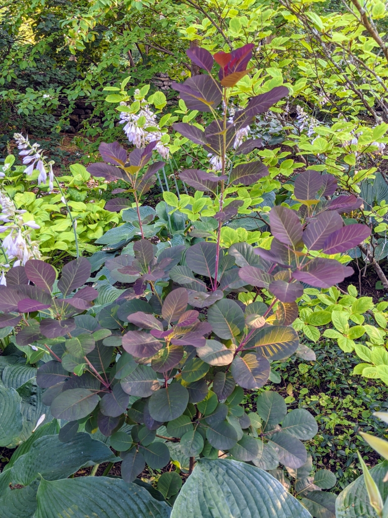 The Cotinus Around My Farm - The Martha Stewart Blog