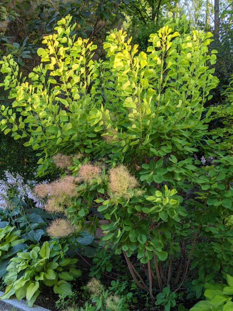 The Cotinus Around My Farm - The Martha Stewart Blog