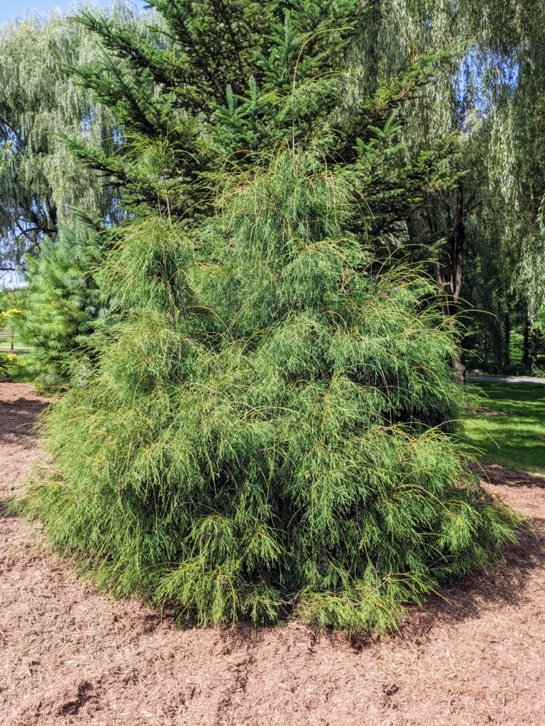 Mulching My Pinetum - The Martha Stewart Blog