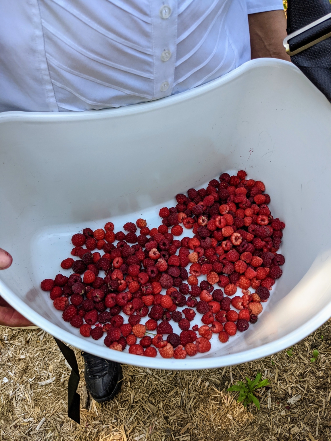 Harvesting Sweet Raspberries - The Martha Stewart Blog