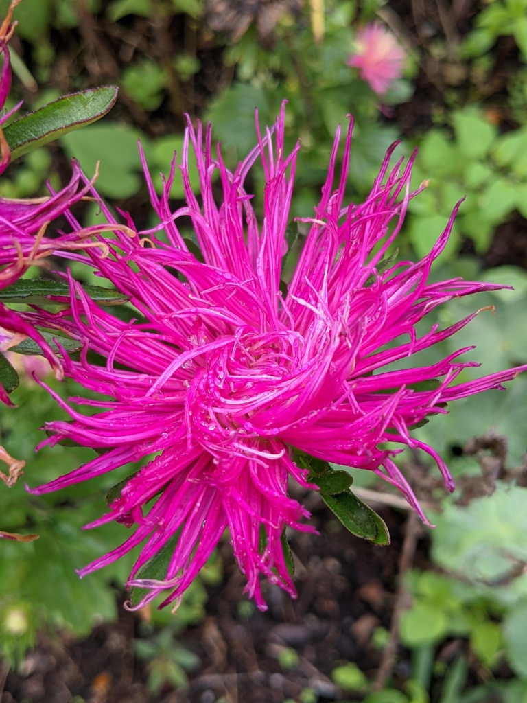 July Blooms in the Flower Garden - The Martha Stewart Blog