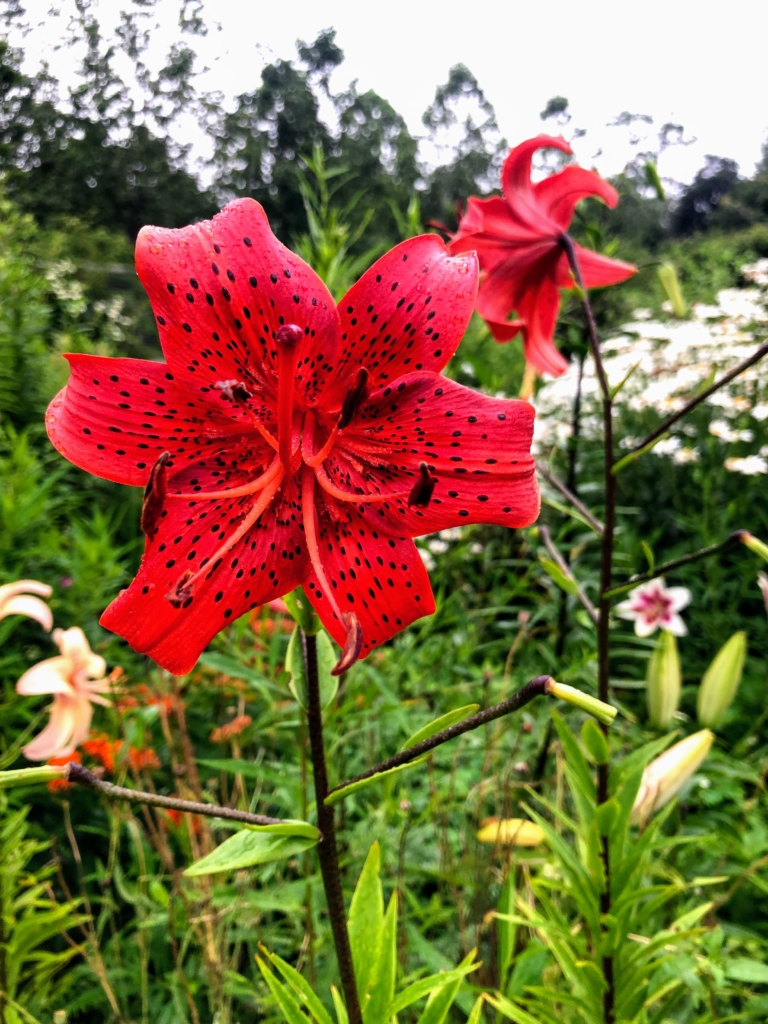 My Blooming Lilies - The Martha Stewart Blog