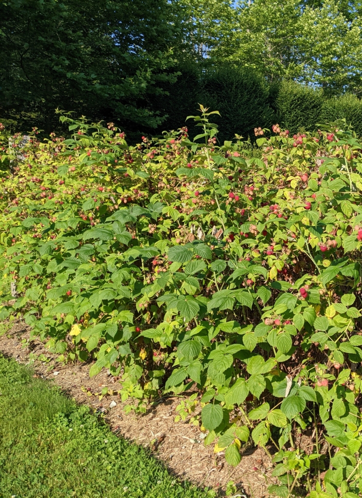 Harvesting Sweet Raspberries - The Martha Stewart Blog