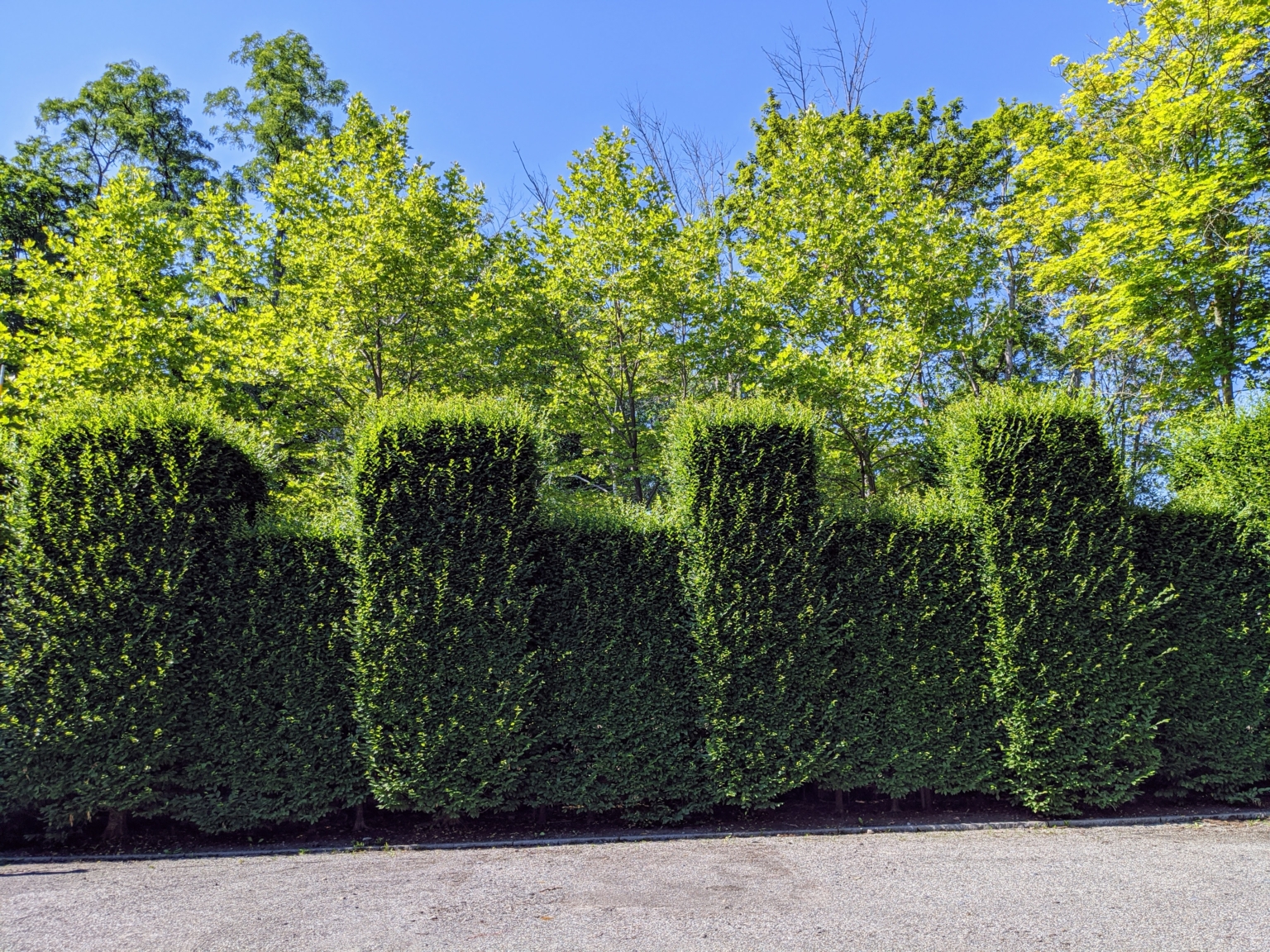Pruning the Big Hornbeam Hedge - The Martha Stewart Blog