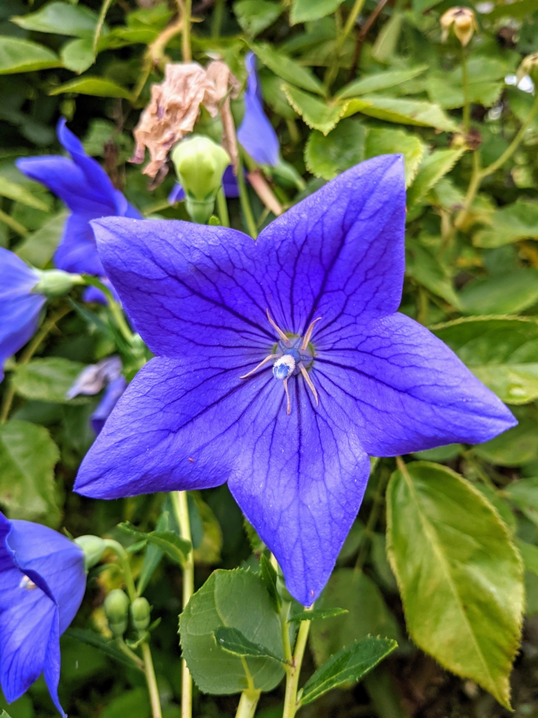 July Blooms in the Flower Garden - The Martha Stewart Blog