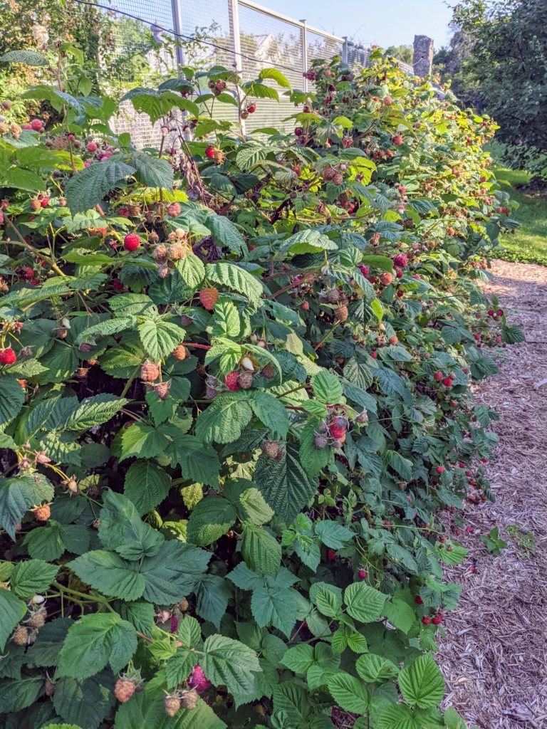 Harvesting Sweet Raspberries - The Martha Stewart Blog