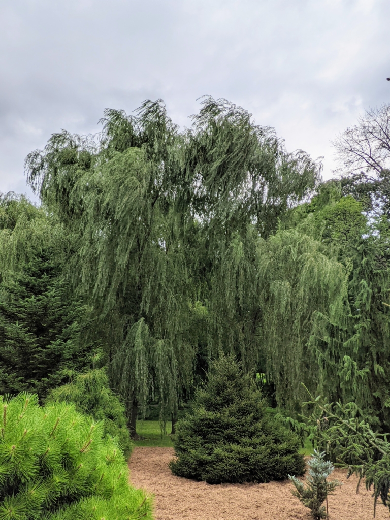 The Martha Stewart Blog : Blog Archive Mulching My Pinetum - The Martha ...