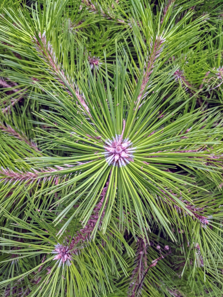 Mulching My Pinetum - The Martha Stewart Blog