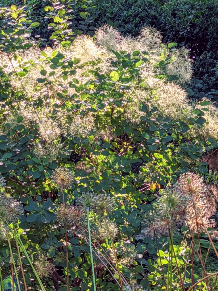 The Cotinus Around My Farm - The Martha Stewart Blog
