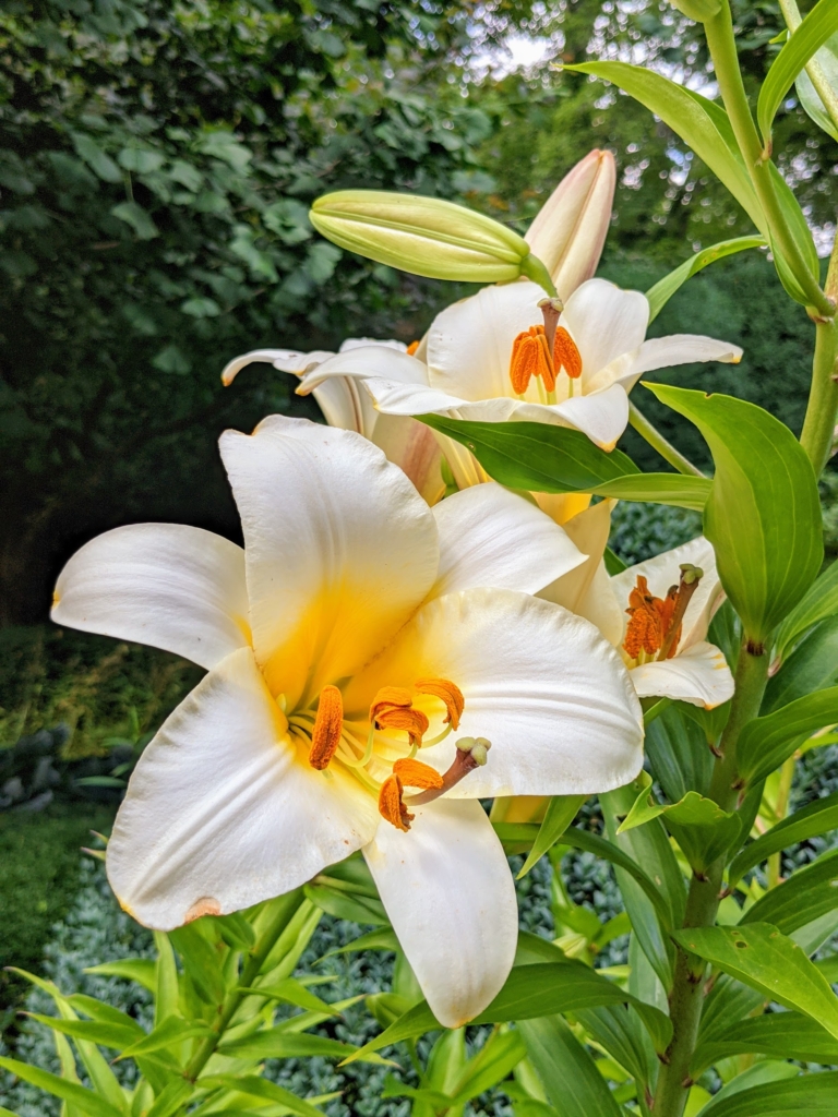 My Blooming Lilies - The Martha Stewart Blog