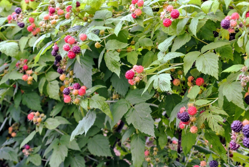 Harvesting Sweet Raspberries - The Martha Stewart Blog