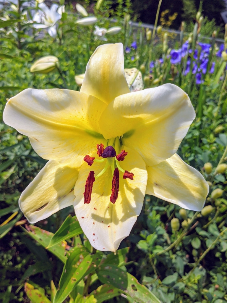 My Blooming Lilies - The Martha Stewart Blog