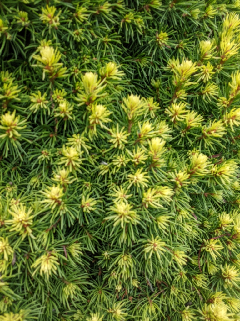 Mulching My Pinetum - The Martha Stewart Blog