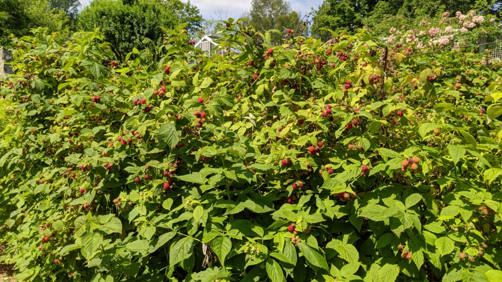 Harvesting Sweet Raspberries - The Martha Stewart Blog