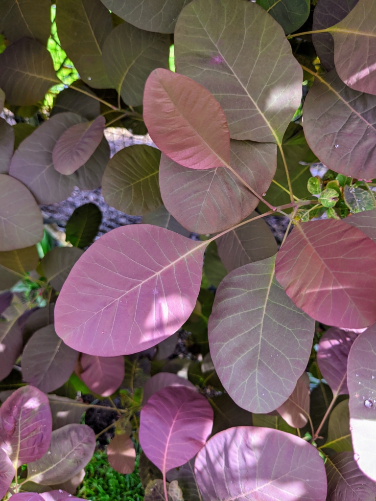 The Martha Stewart Blog : Blog Archive The Cotinus Around My Farm - The ...