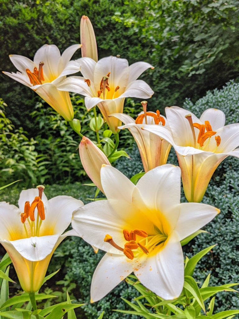 The Martha Stewart Blog : Blog Archive My Blooming Lilies - The Martha ...