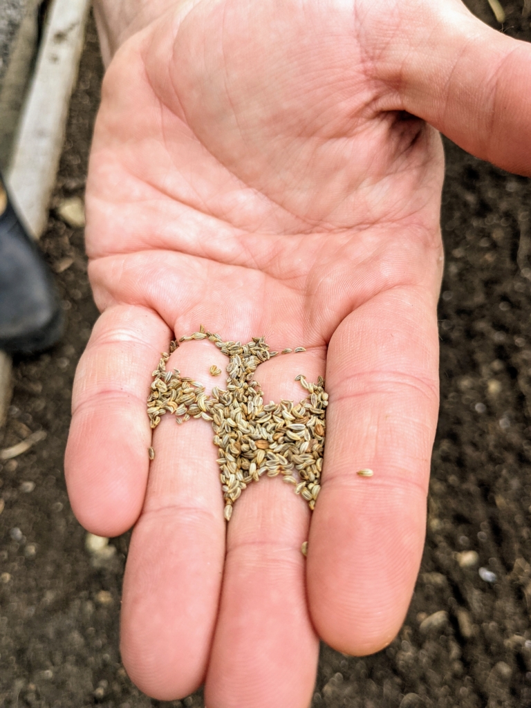 Planting in the Vegetable Greenhouse - The Martha Stewart Blog
