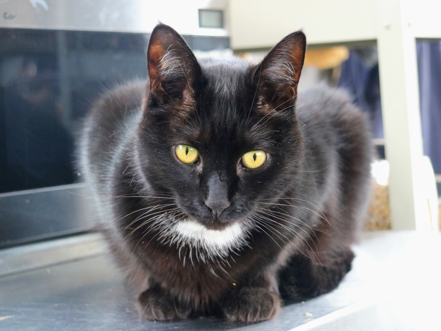 My Clean, Well-Groomed Cats - The Martha Stewart Blog