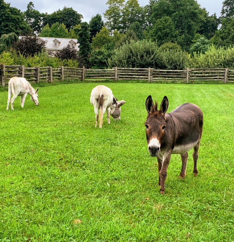 Visiting My Five Donkeys - The Martha Stewart Blog