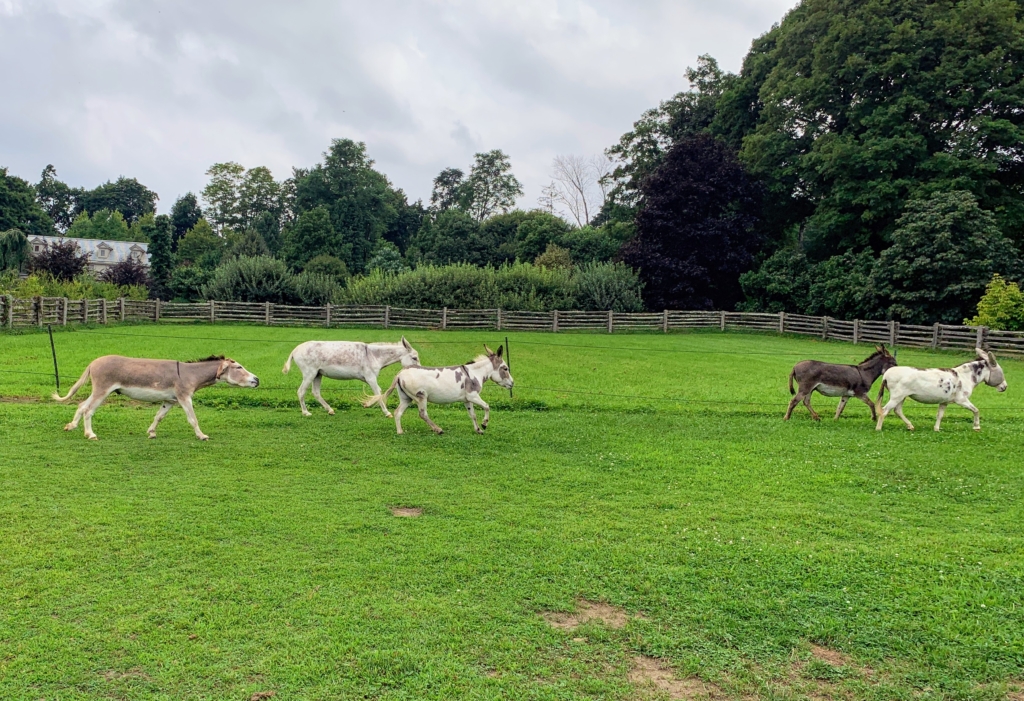 Visiting My Five Donkeys - The Martha Stewart Blog