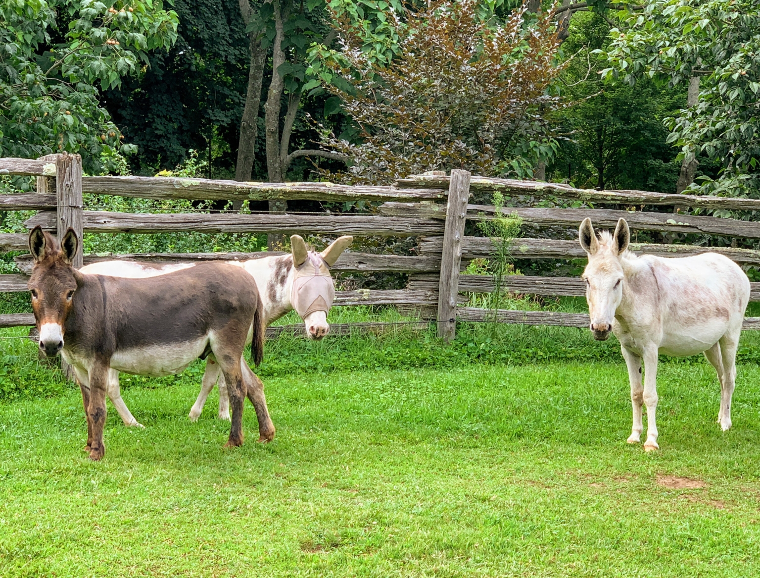 Visiting My Five Donkeys - The Martha Stewart Blog