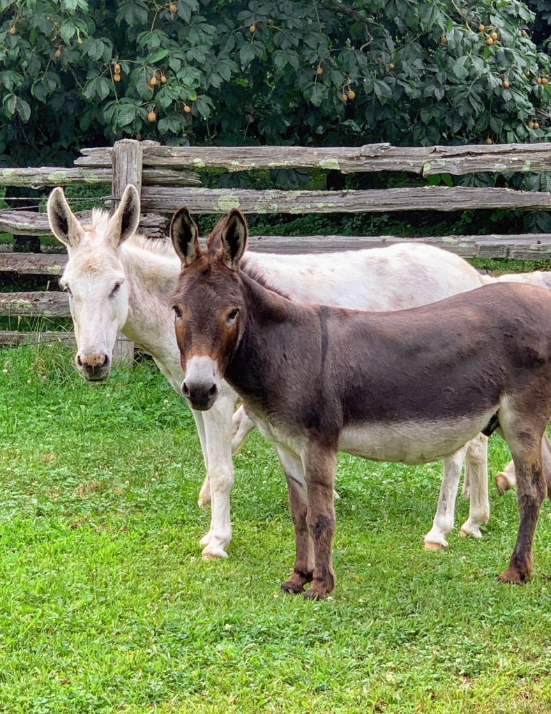 Visiting My Five Donkeys - The Martha Stewart Blog