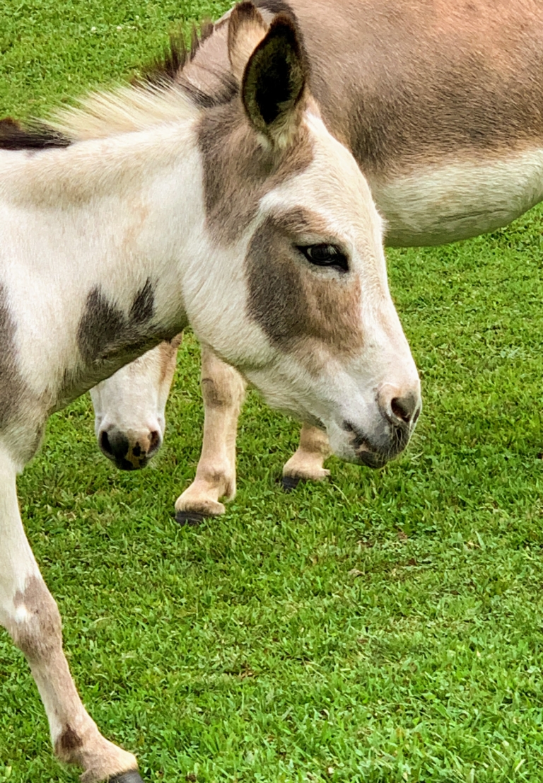 Visiting My Five Donkeys - The Martha Stewart Blog