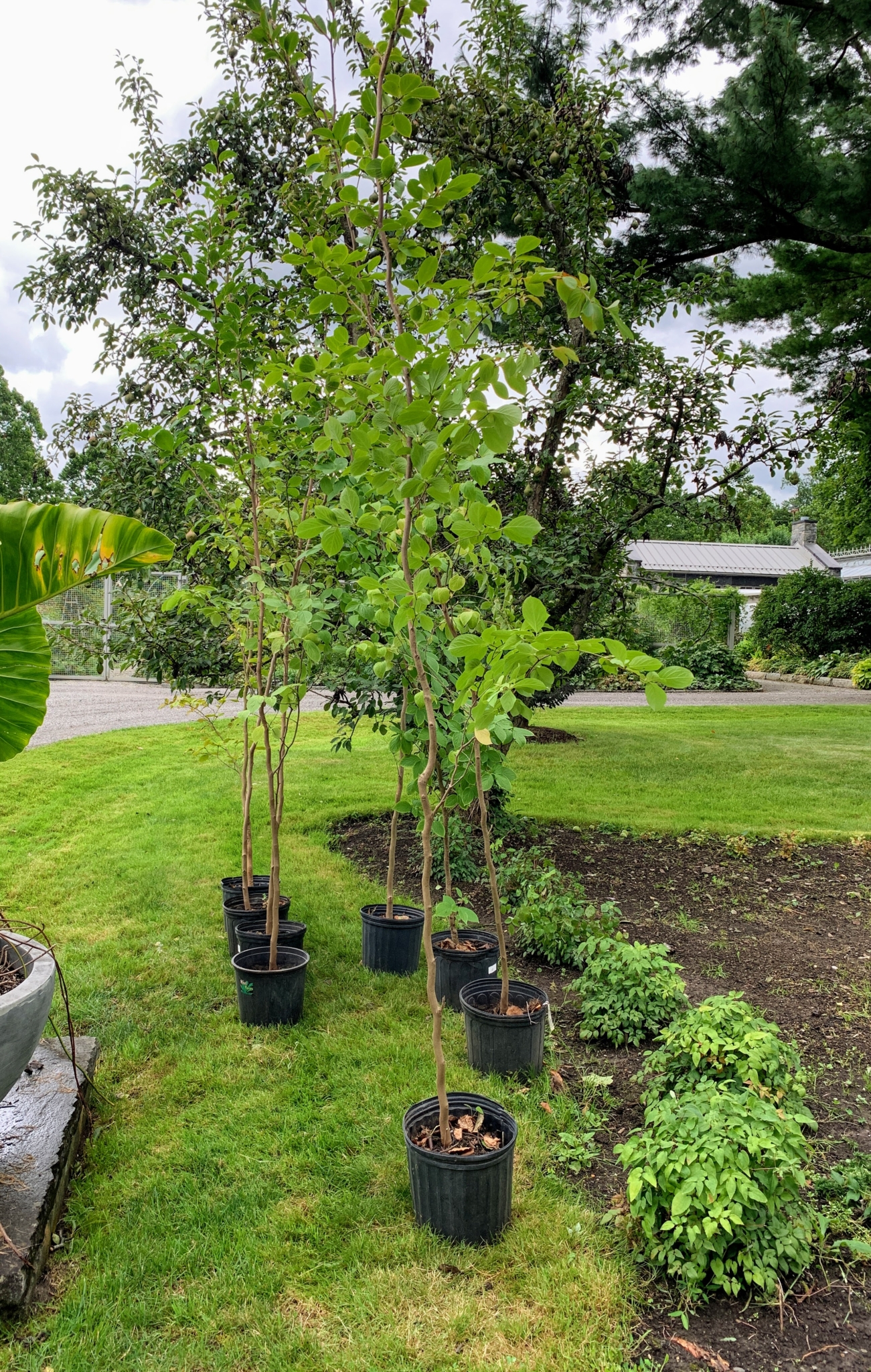 Planting Young Stewartia Trees - The Martha Stewart Blog