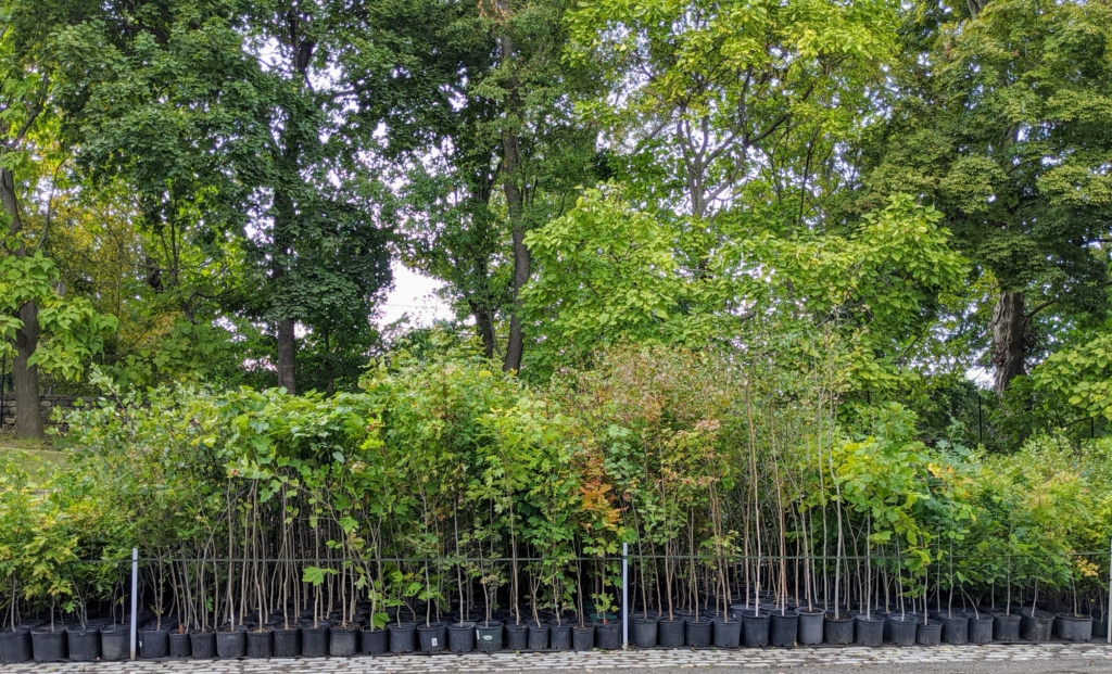 Planting Trees in the Woodland - The Martha Stewart Blog