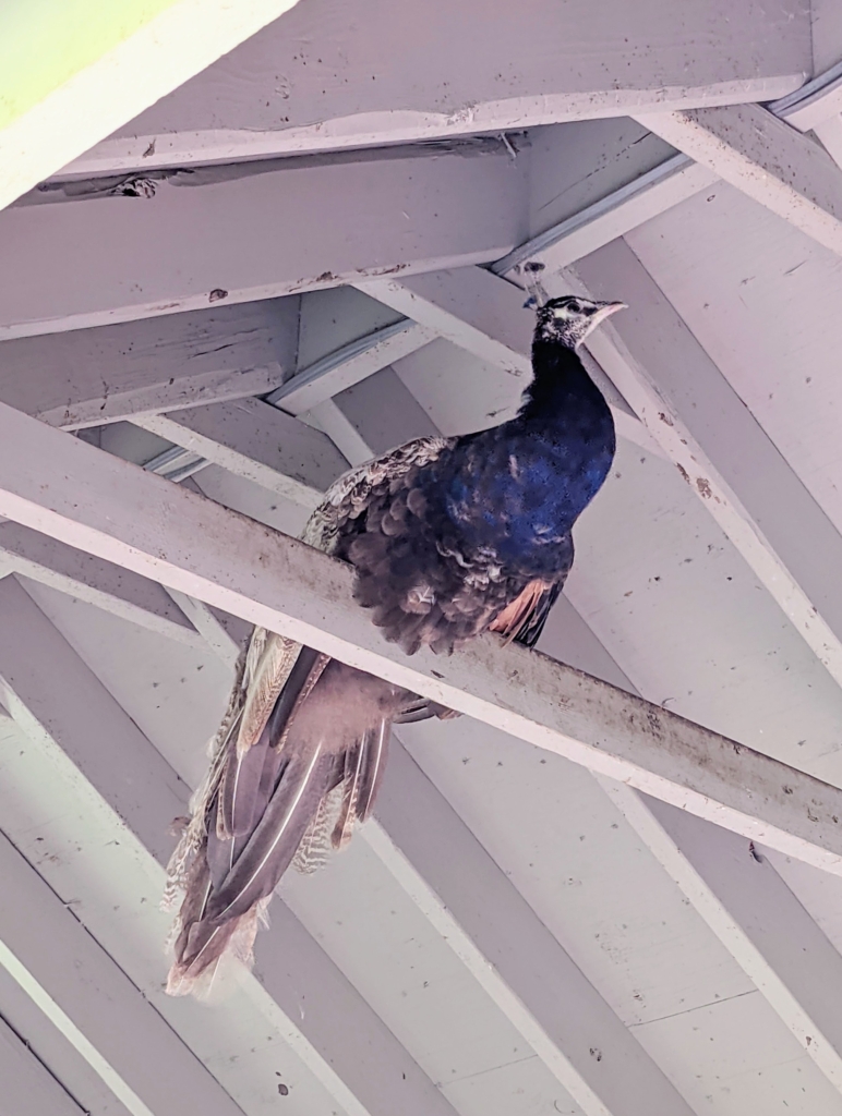 My Peafowl in Summer - The Martha Stewart Blog