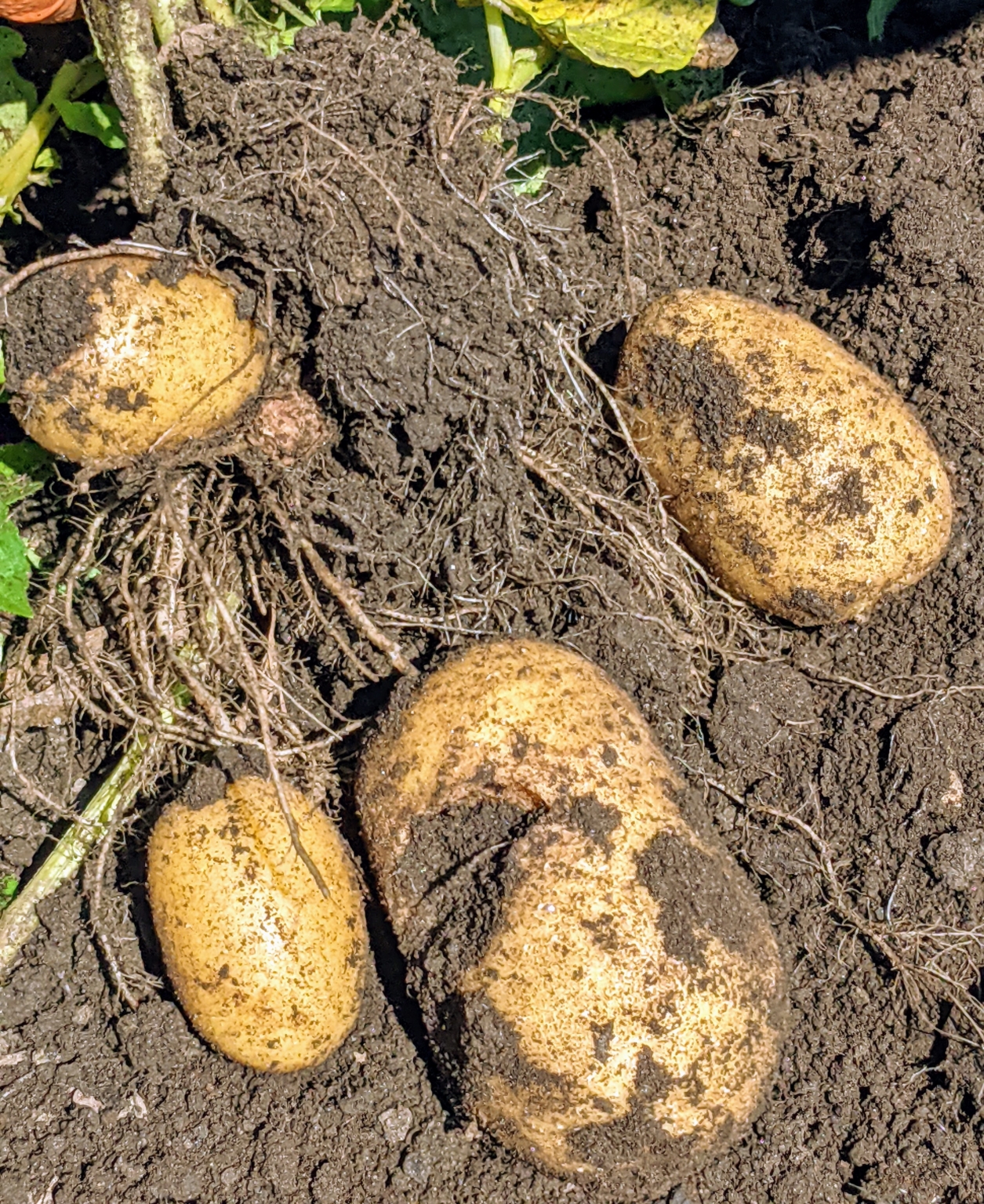Picking Potatoes - The Martha Stewart Blog