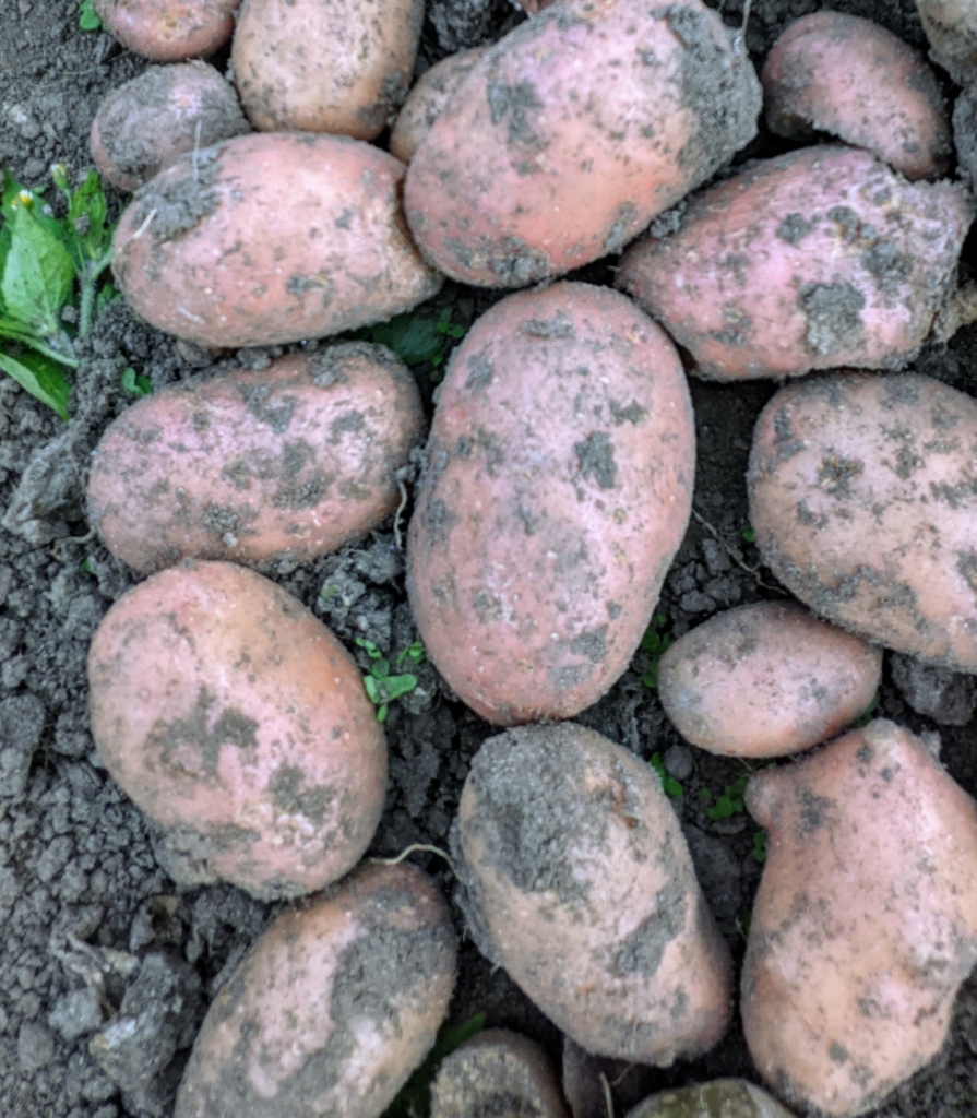 Picking Potatoes - The Martha Stewart Blog