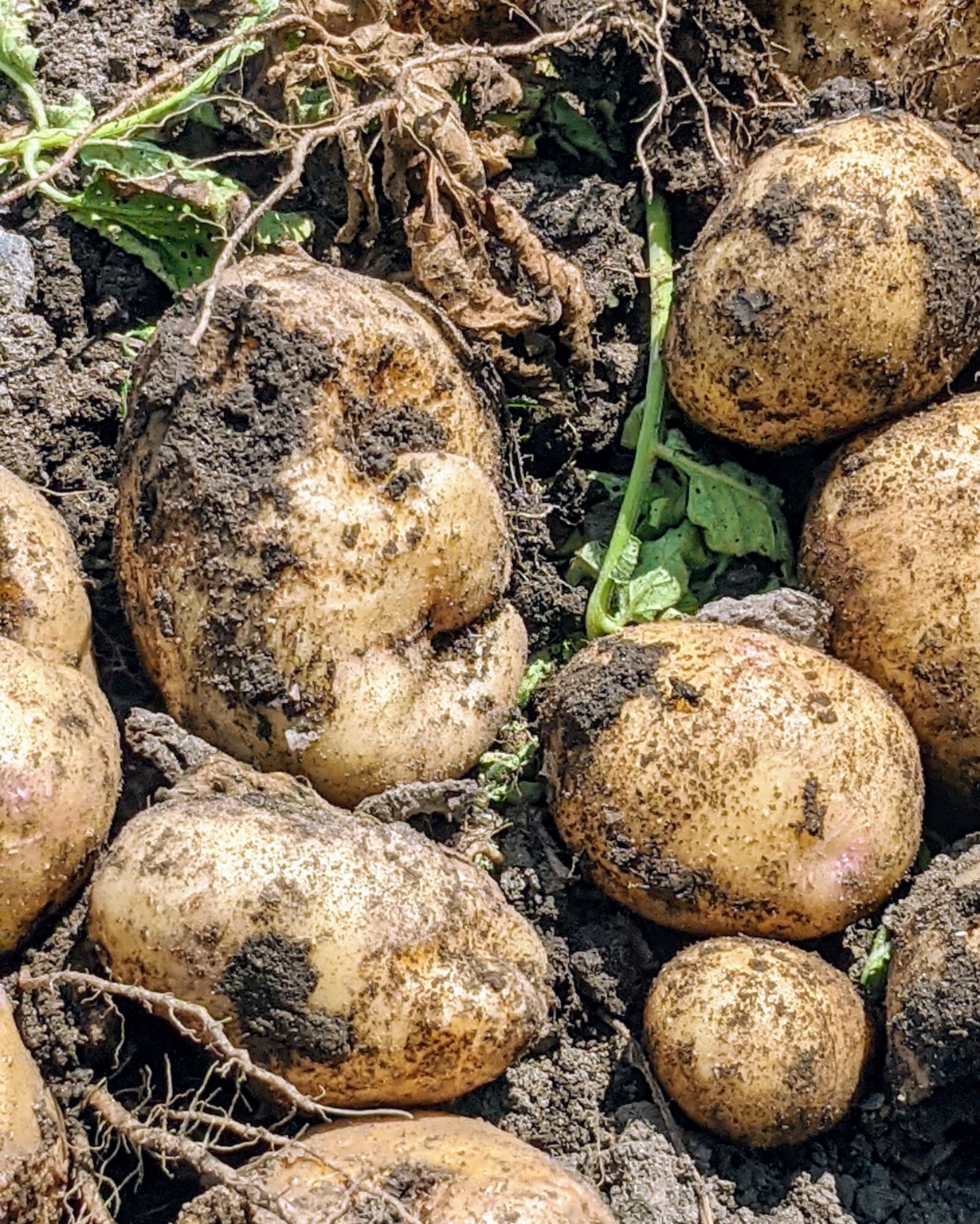 Picking Potatoes - The Martha Stewart Blog