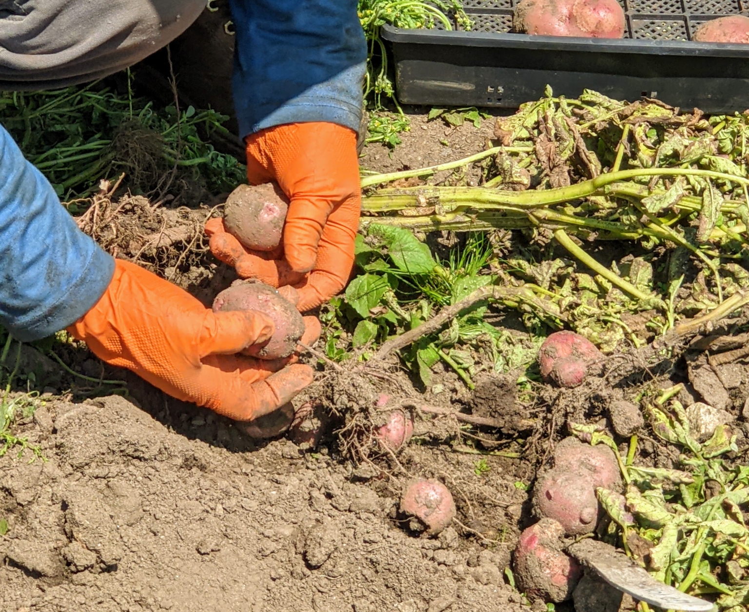 Picking Potatoes - The Martha Stewart Blog
