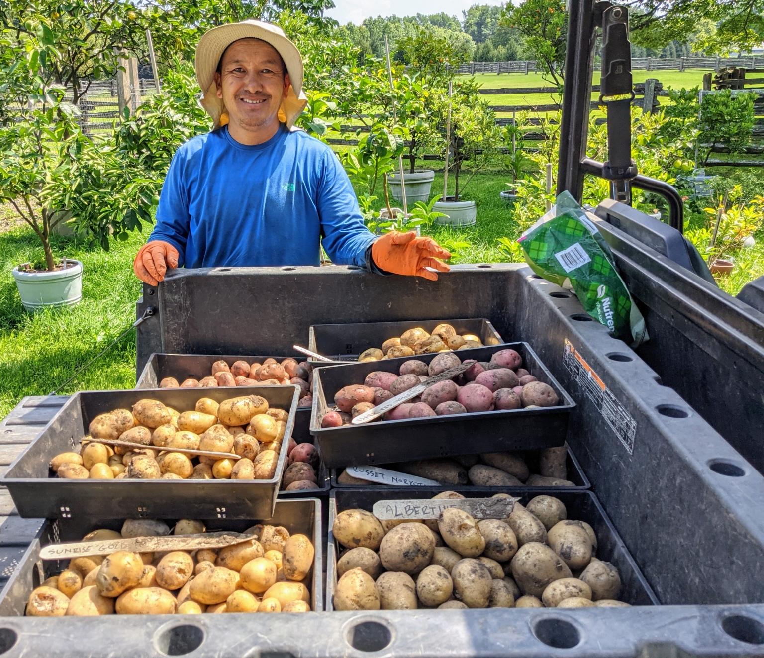 Picking Potatoes - The Martha Stewart Blog