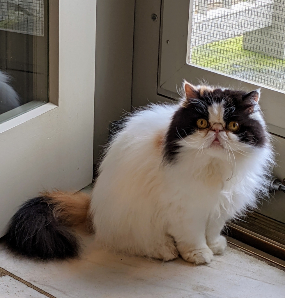 My Clean, Well-Groomed Cats - The Martha Stewart Blog