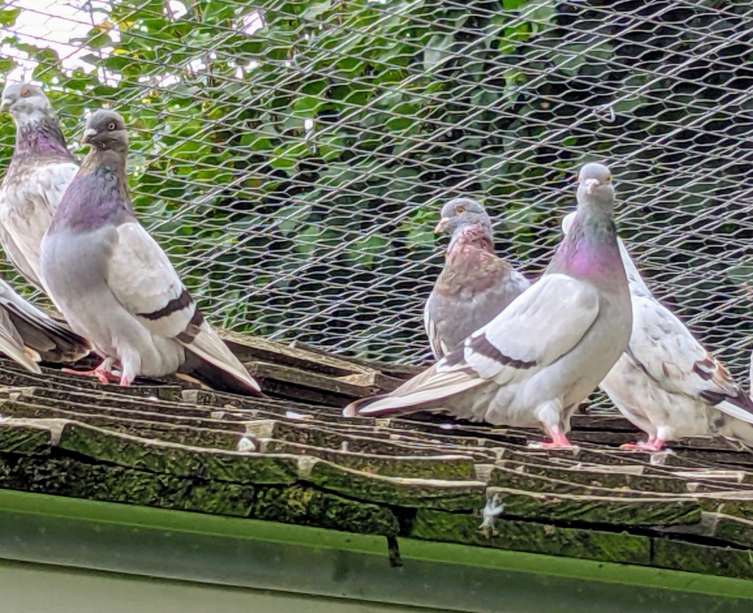 Visiting My Fancy Pigeons - The Martha Stewart Blog