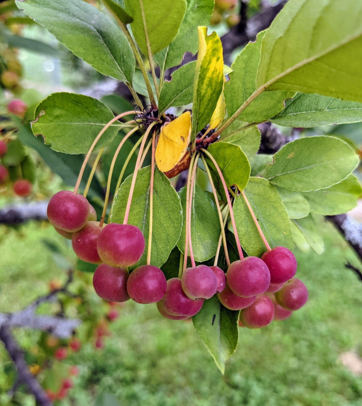 Checking on My Gaggle of Geese - The Martha Stewart Blog