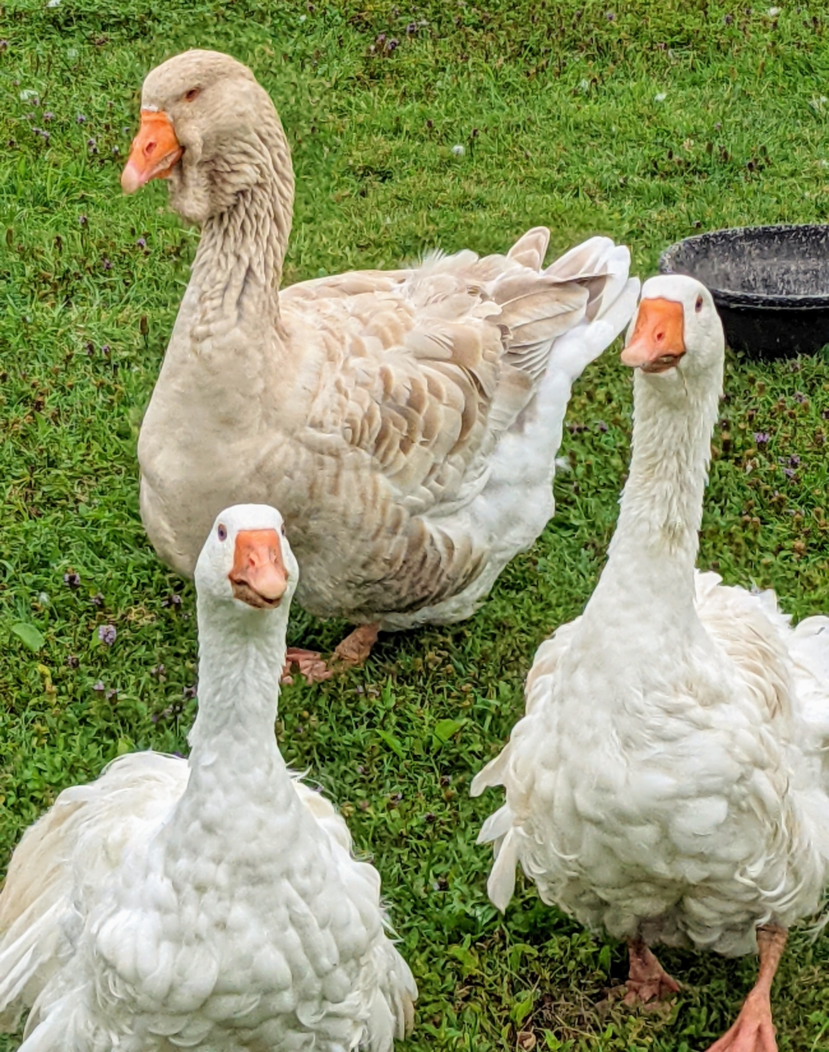Checking on My Gaggle of Geese - The Martha Stewart Blog